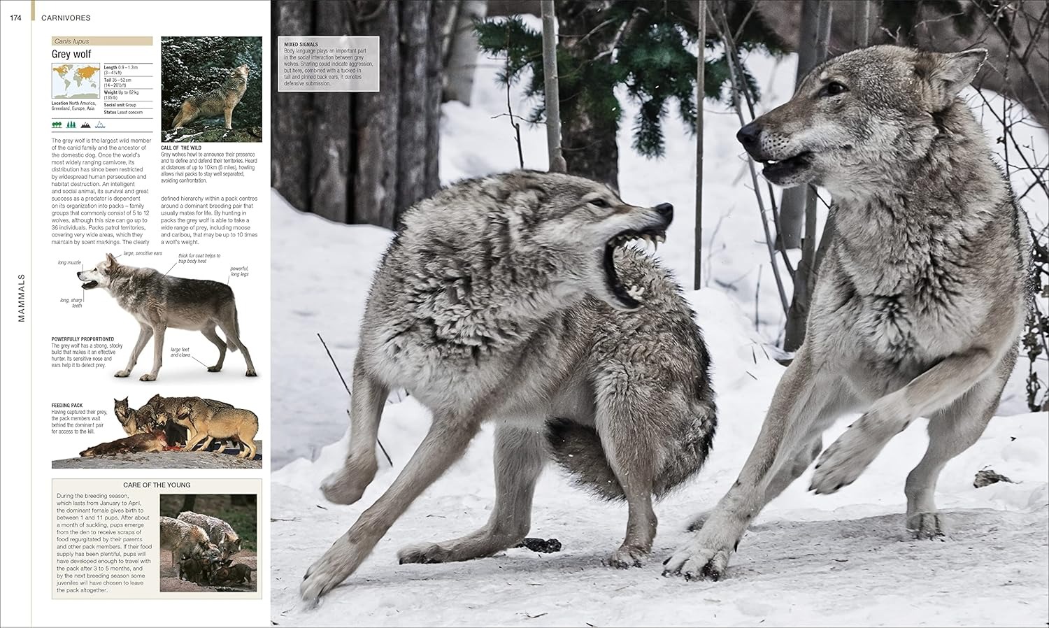 Animal: The Definitive Visual Guide | Coffee Table Book