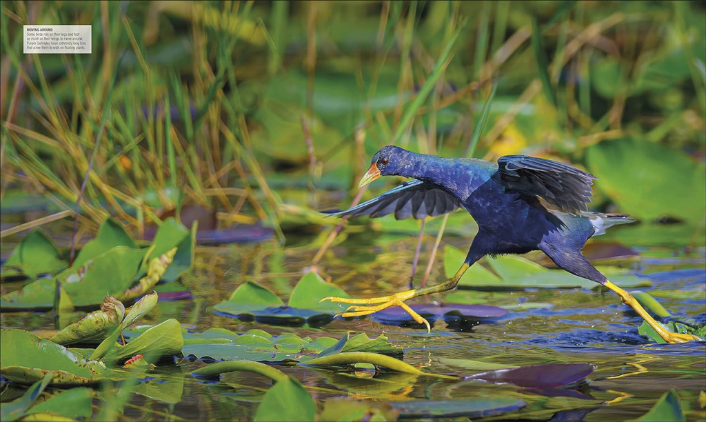 Bird: The Definitive Visual Guide | Coffee Table Book