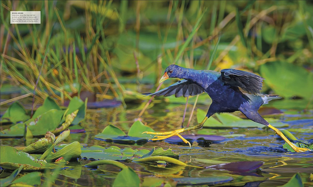 Bird: The Definitive Visual Guide | Coffee Table Book