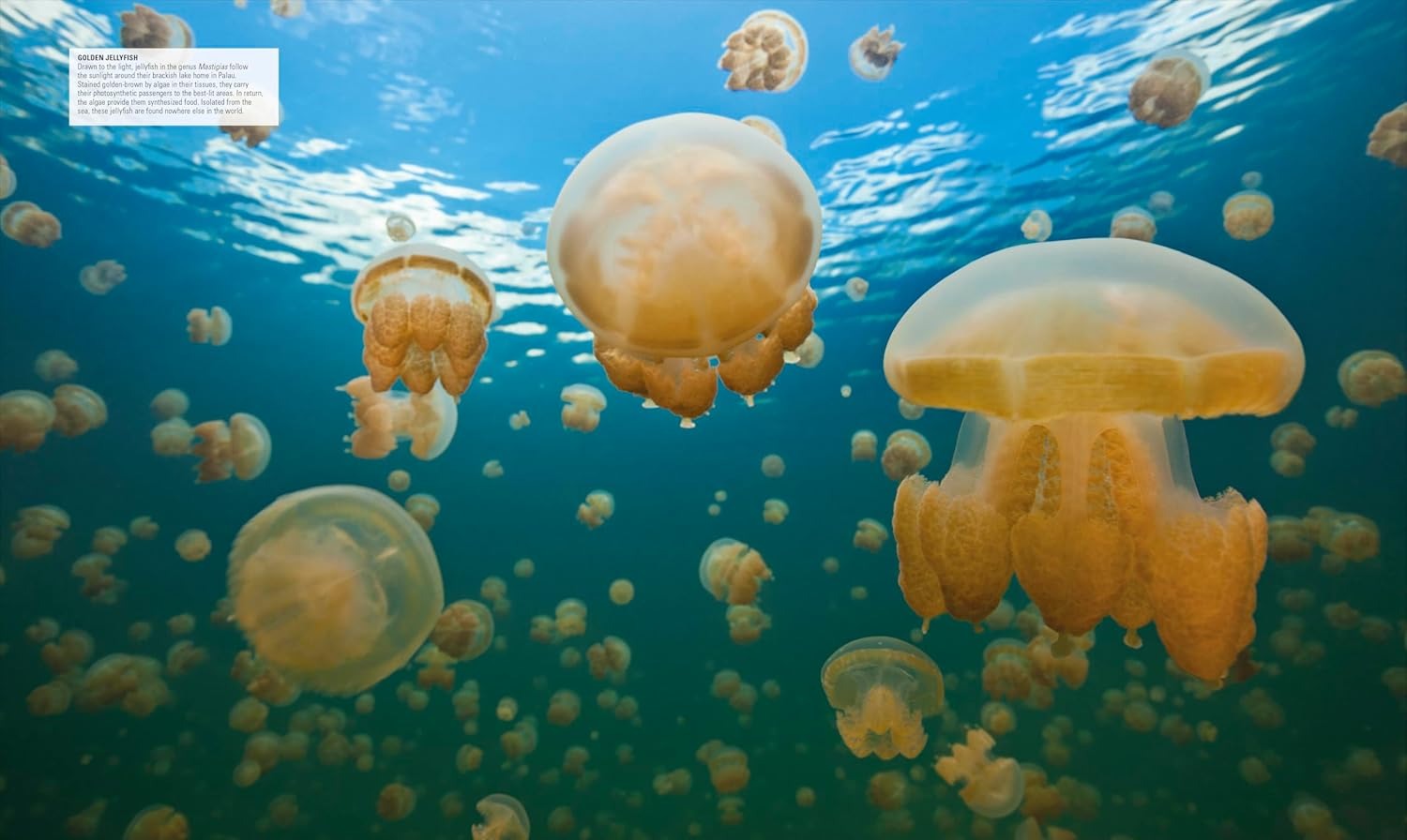 Ocean: The Definitive Visual Guide | Coffee Table Book