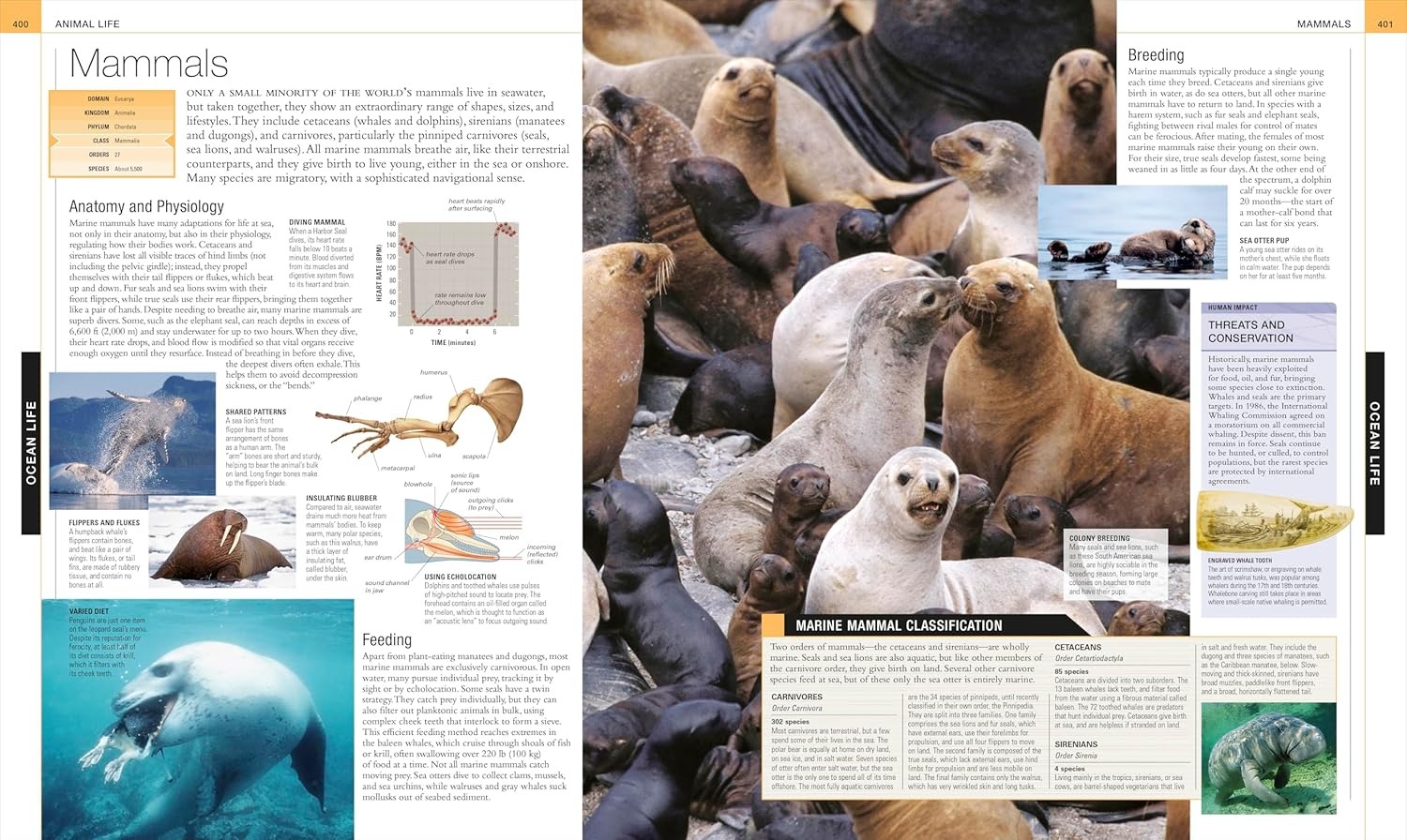Ocean: The Definitive Visual Guide | Coffee Table Book