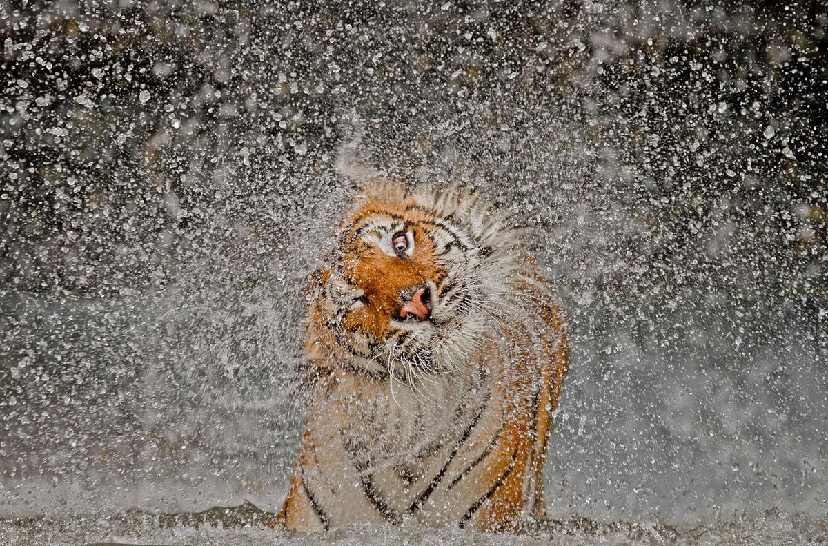 The Photographs - Iconic Images from National Geographics