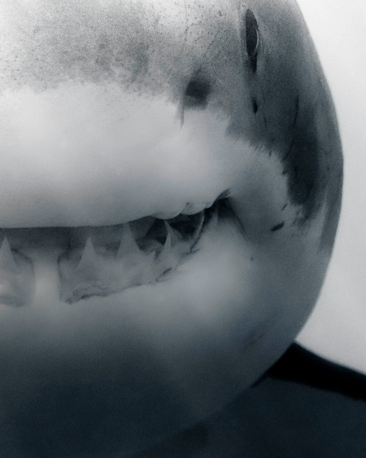 Shark: Portraits by Mike Coots | Nature Photography books